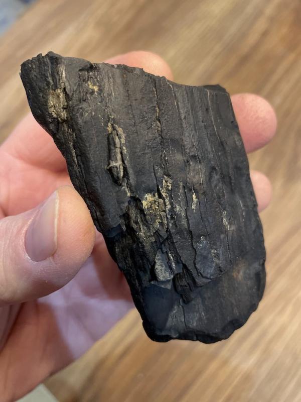 Finding Fossils on the Isle of Wight - Hands-on Heritage