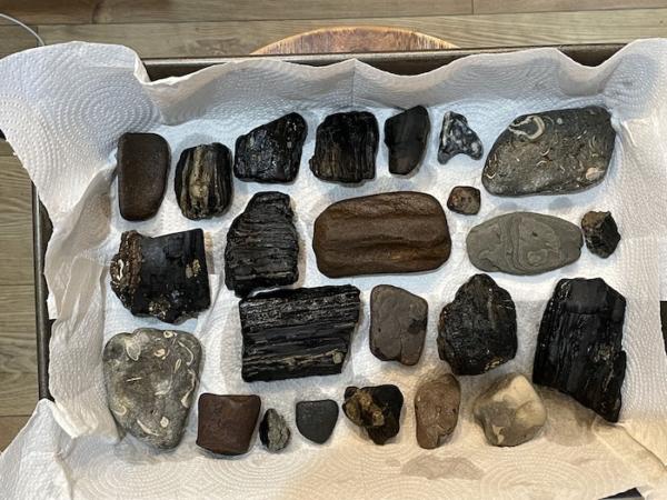 Finding Fossils on the Isle of Wight - Hands-on Heritage